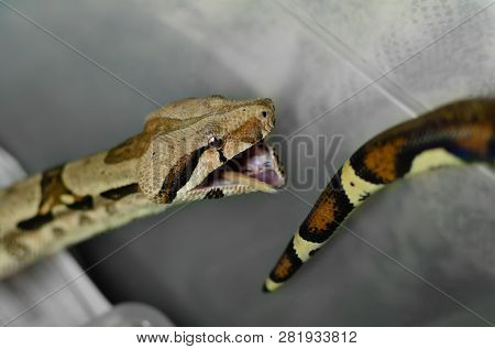 Boa Constrictor Eating Image & Photo (Free Trial) | Bigstock