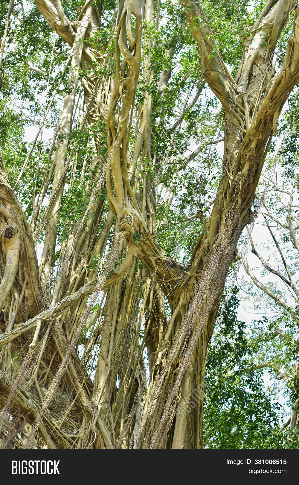 Big Tree Root Jungle Image & Photo (Free Trial) | Bigstock