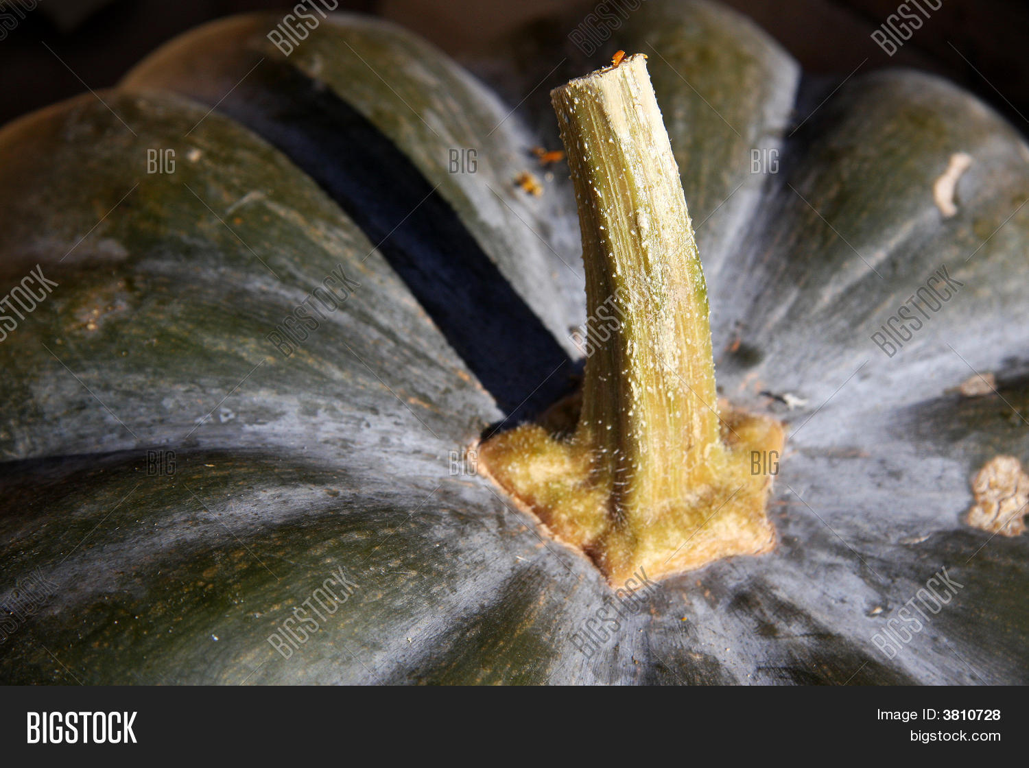 Pumpkin Stalk Image & Photo (Free Trial) | Bigstock