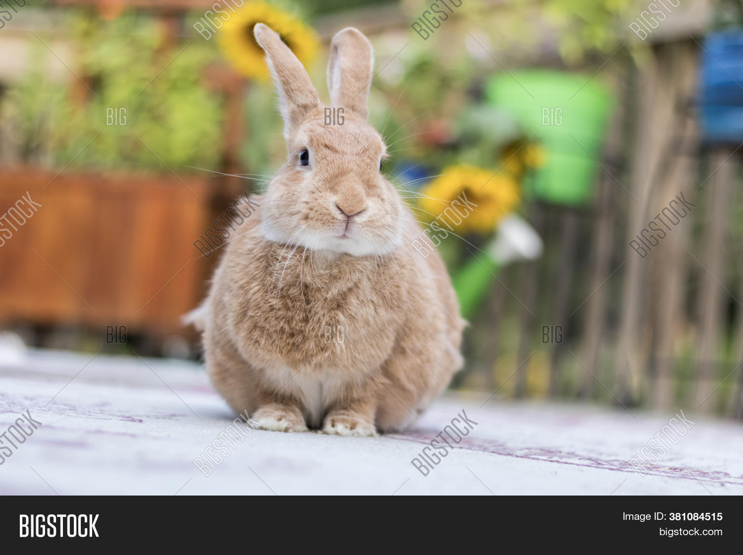 Rufus Rabbit On Summer Image & Photo (Free Trial) | Bigstock
