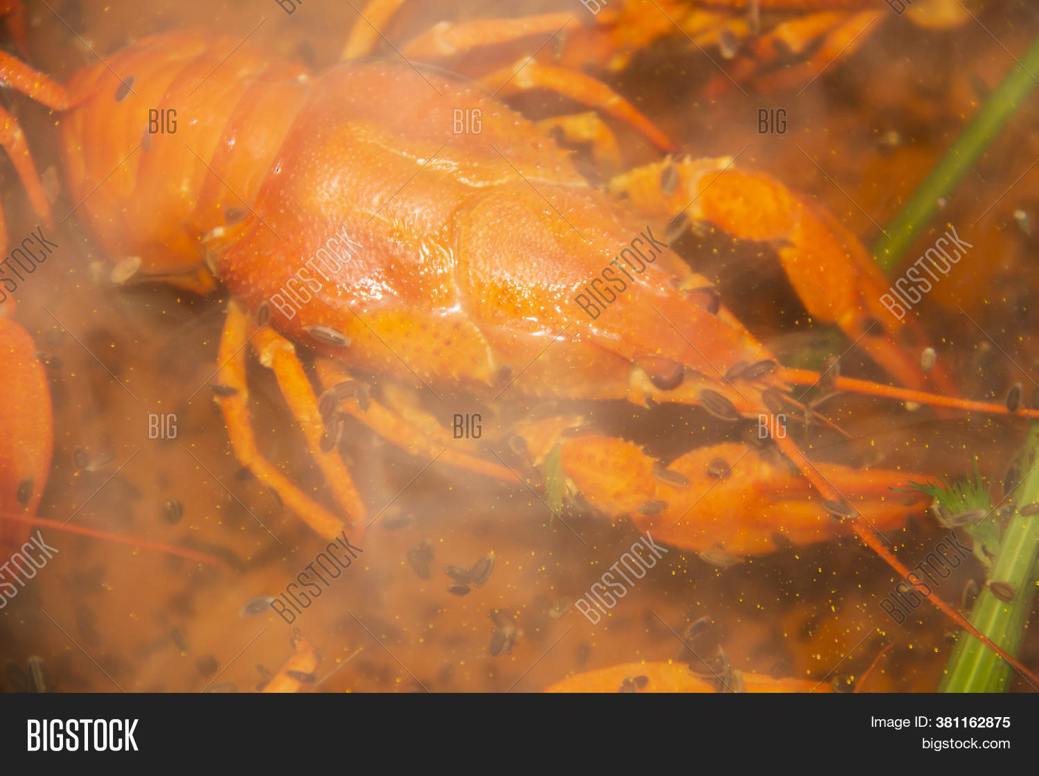Boiled Crayfish Image & Photo (Free Trial) | Bigstock