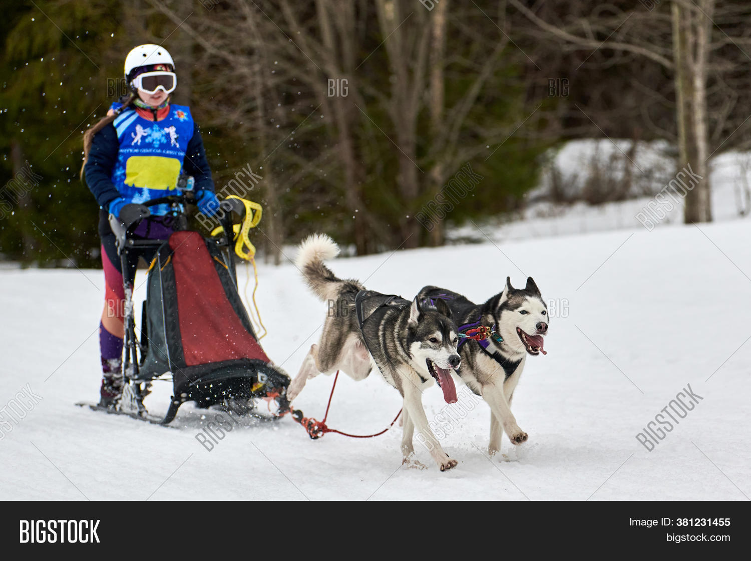 Husky Sled Dog Racing Image & Photo (Free Trial) | Bigstock