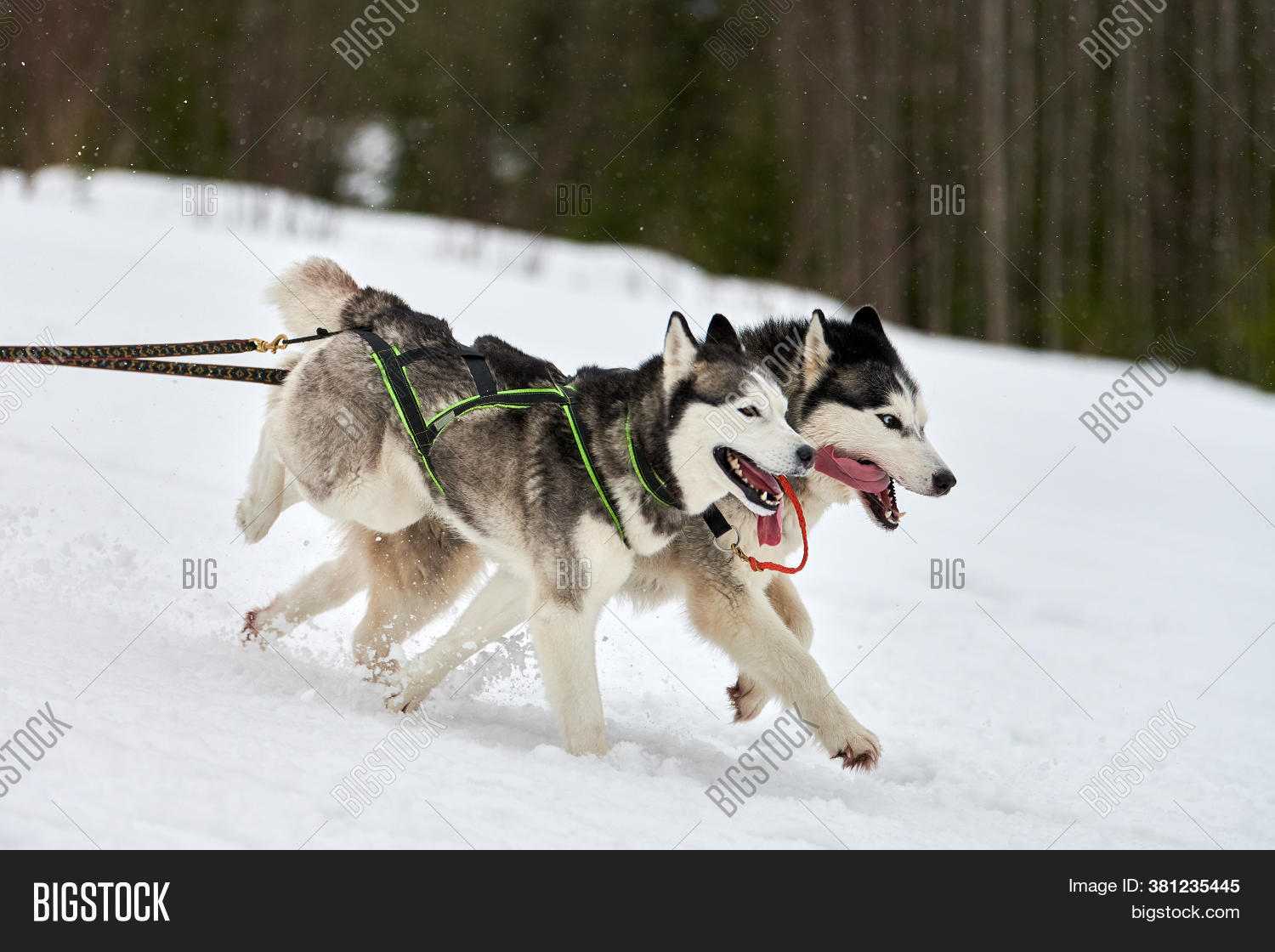 Running Husky Dog On Image & Photo (Free Trial) | Bigstock