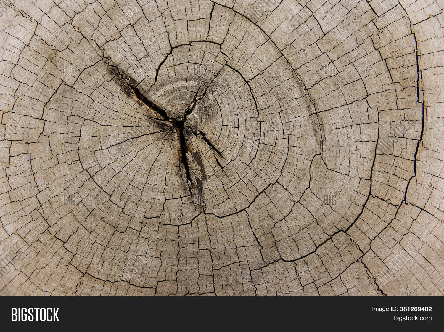 Wood Cut Background Image & Photo (Free Trial) | Bigstock