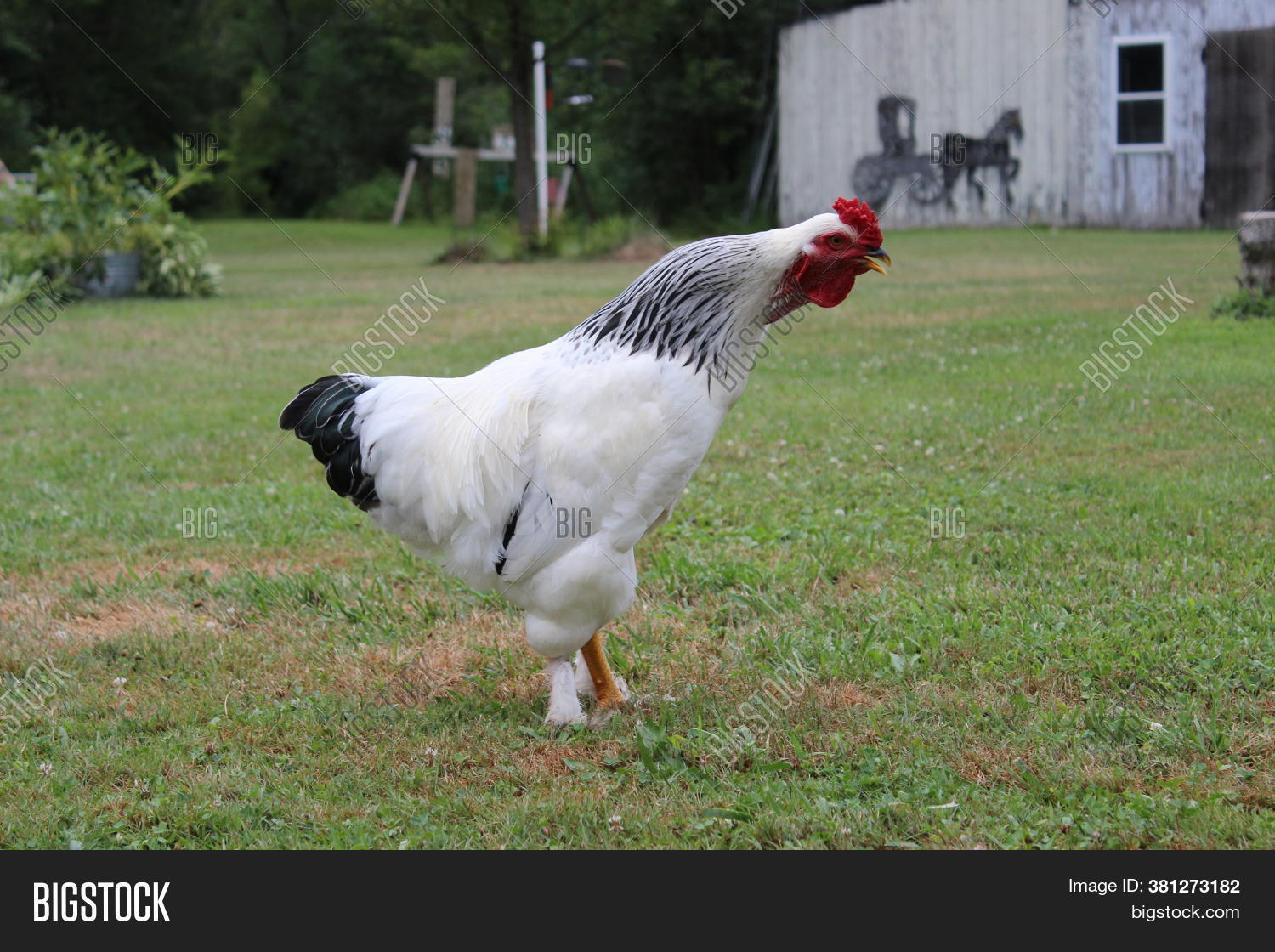 Rooster Crowing One Image & Photo (Free Trial) | Bigstock