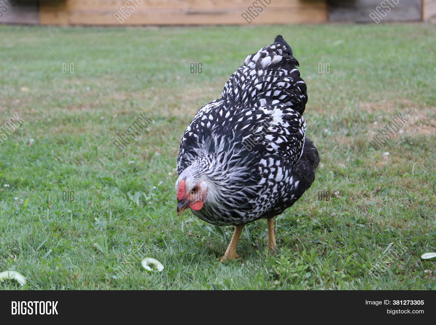 Free-range Hen Eating Image & Photo (Free Trial) | Bigstock