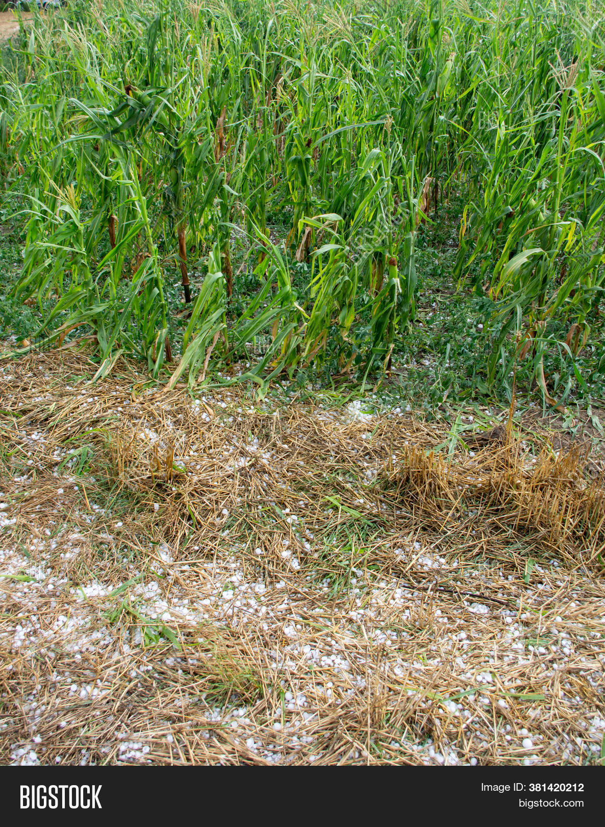 Hail Storm Damaging Image & Photo (Free Trial) | Bigstock