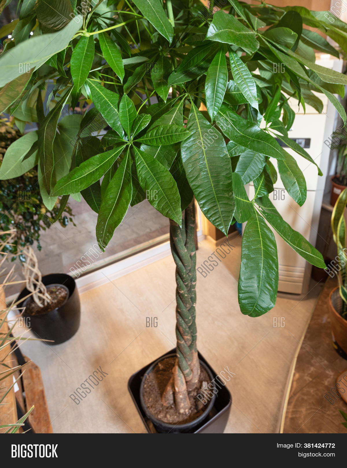 Guiana Chestnut Image & Photo (Free Trial) | Bigstock