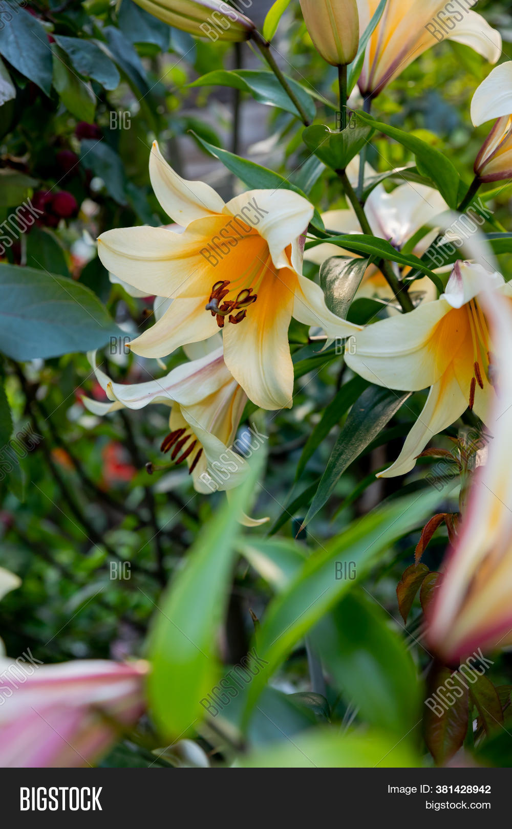 Lilly Bloom.colorful Image & Photo (Free Trial) | Bigstock