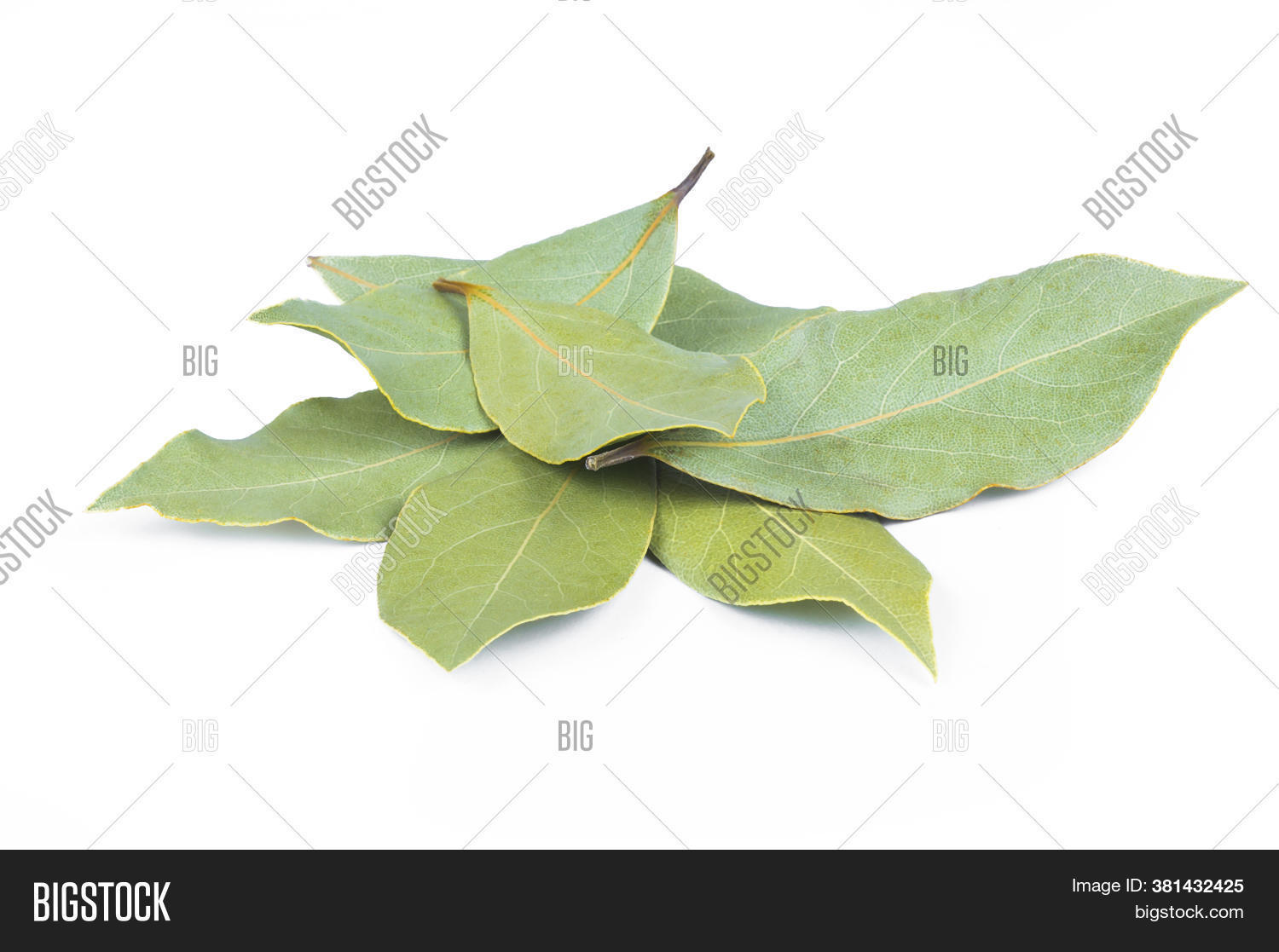 Leaves Daphne, Bay Image & Photo (Free Trial) | Bigstock