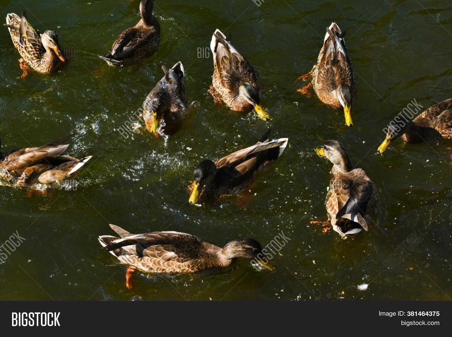 Ducks Pond Park. Wild Image & Photo (Free Trial) | Bigstock