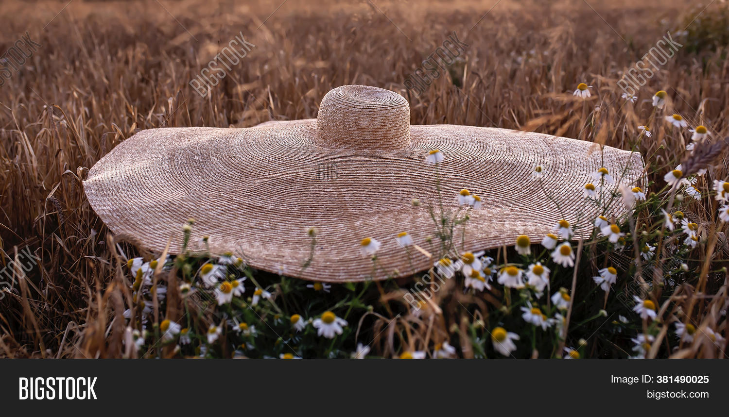 Big Hat Barley Field. Image & Photo (Free Trial) | Bigstock