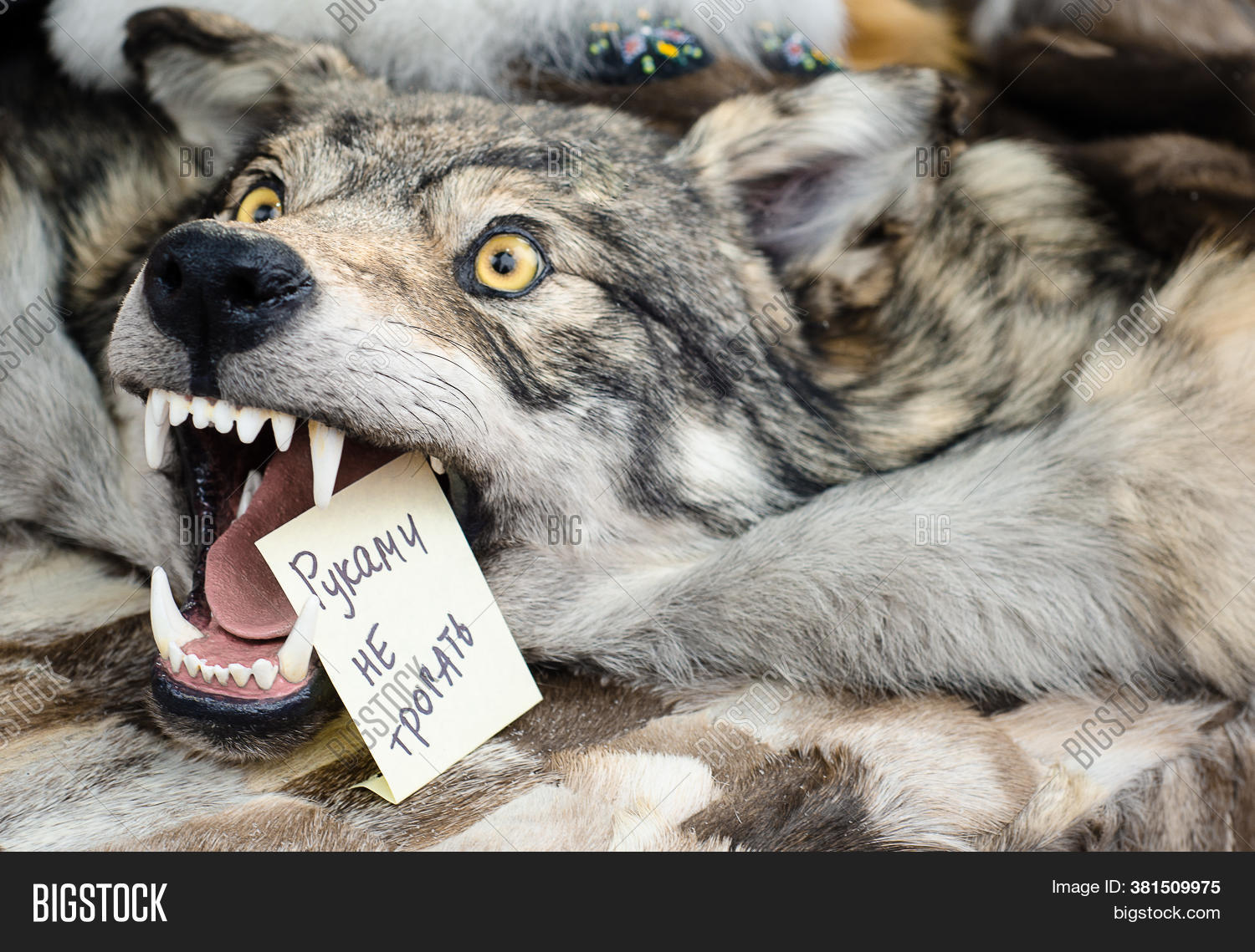 Skin Wolf Head. Wolf's Image & Photo (Free Trial) | Bigstock