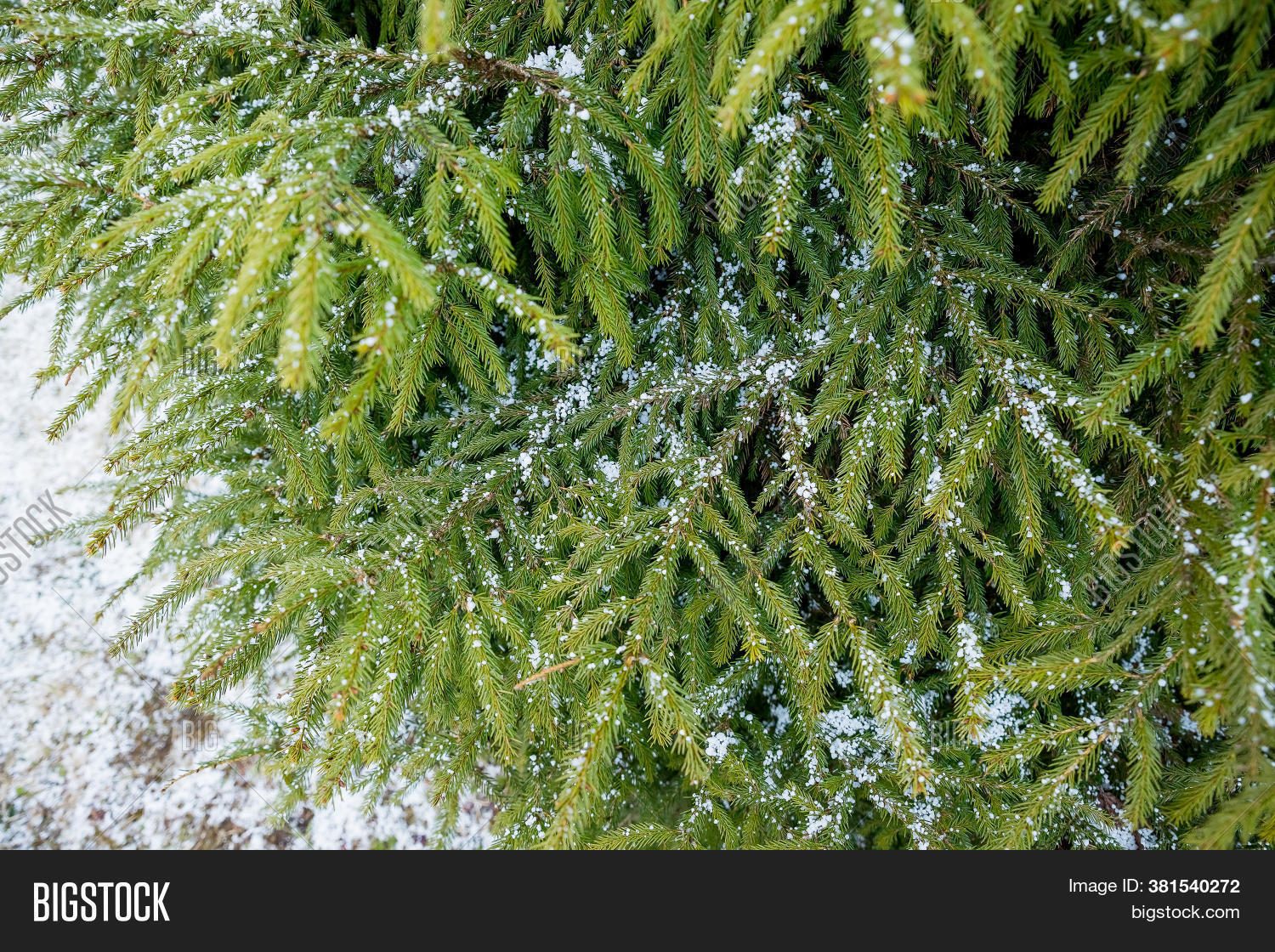 Twig Christmas Tree , Image & Photo (Free Trial) | Bigstock