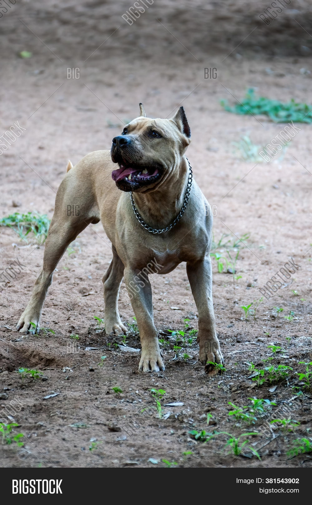 Pitbull Dog Playing Image & Photo (Free Trial) | Bigstock