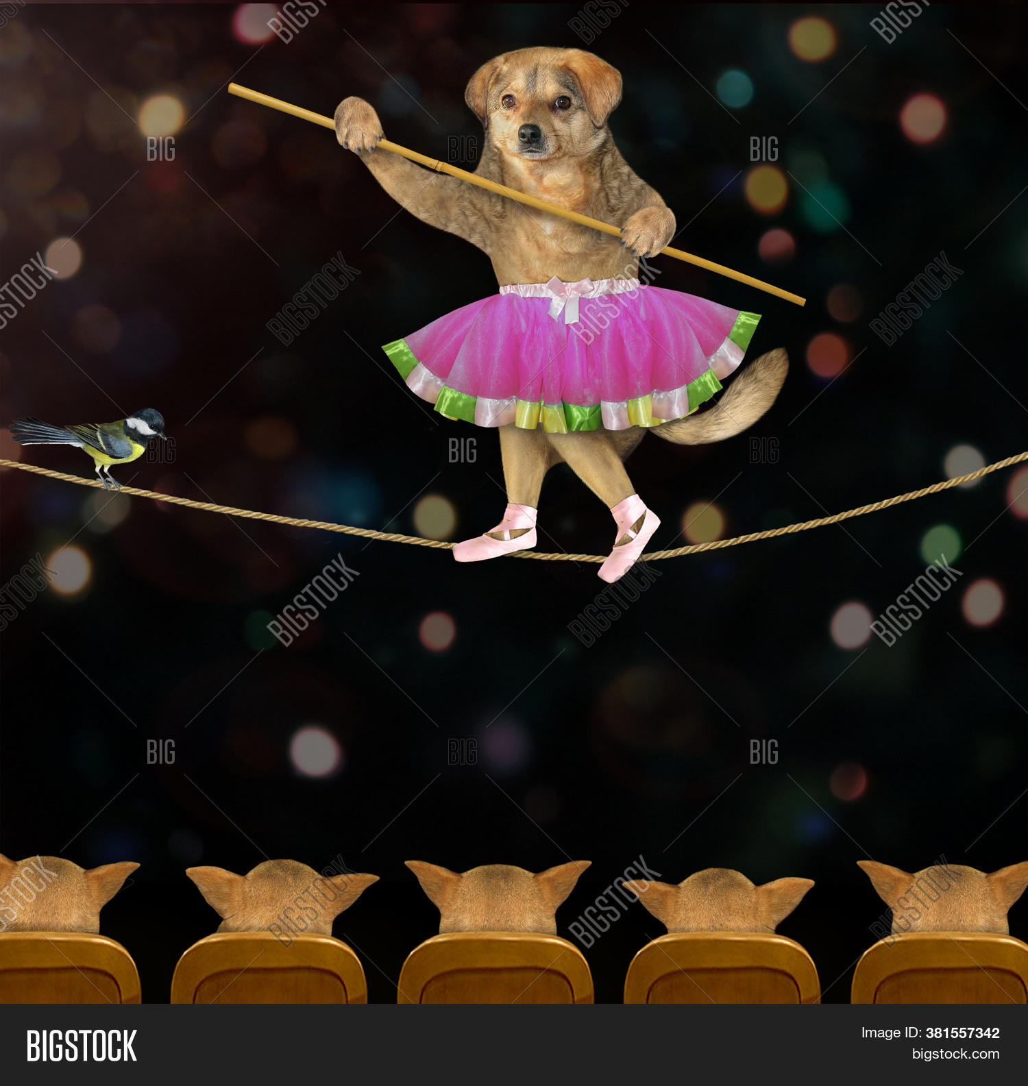 Beige Dog Ballet Image & Photo (Free Trial) | Bigstock