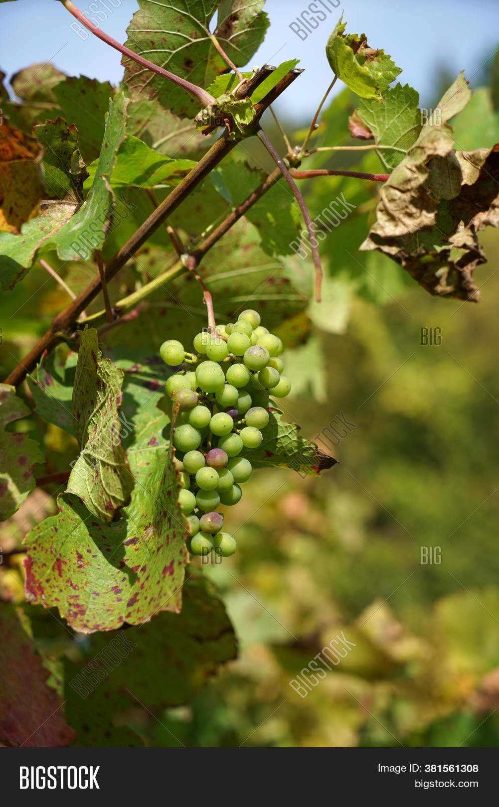 Grapes Fruit Stands Image & Photo (Free Trial) | Bigstock