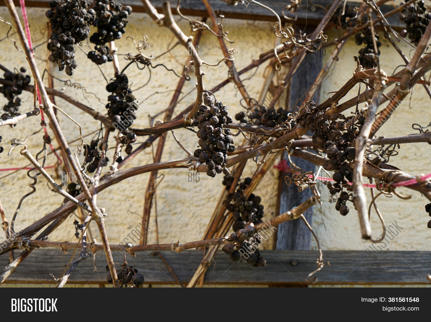 Grapes Fruit Stands Image & Photo (Free Trial) | Bigstock