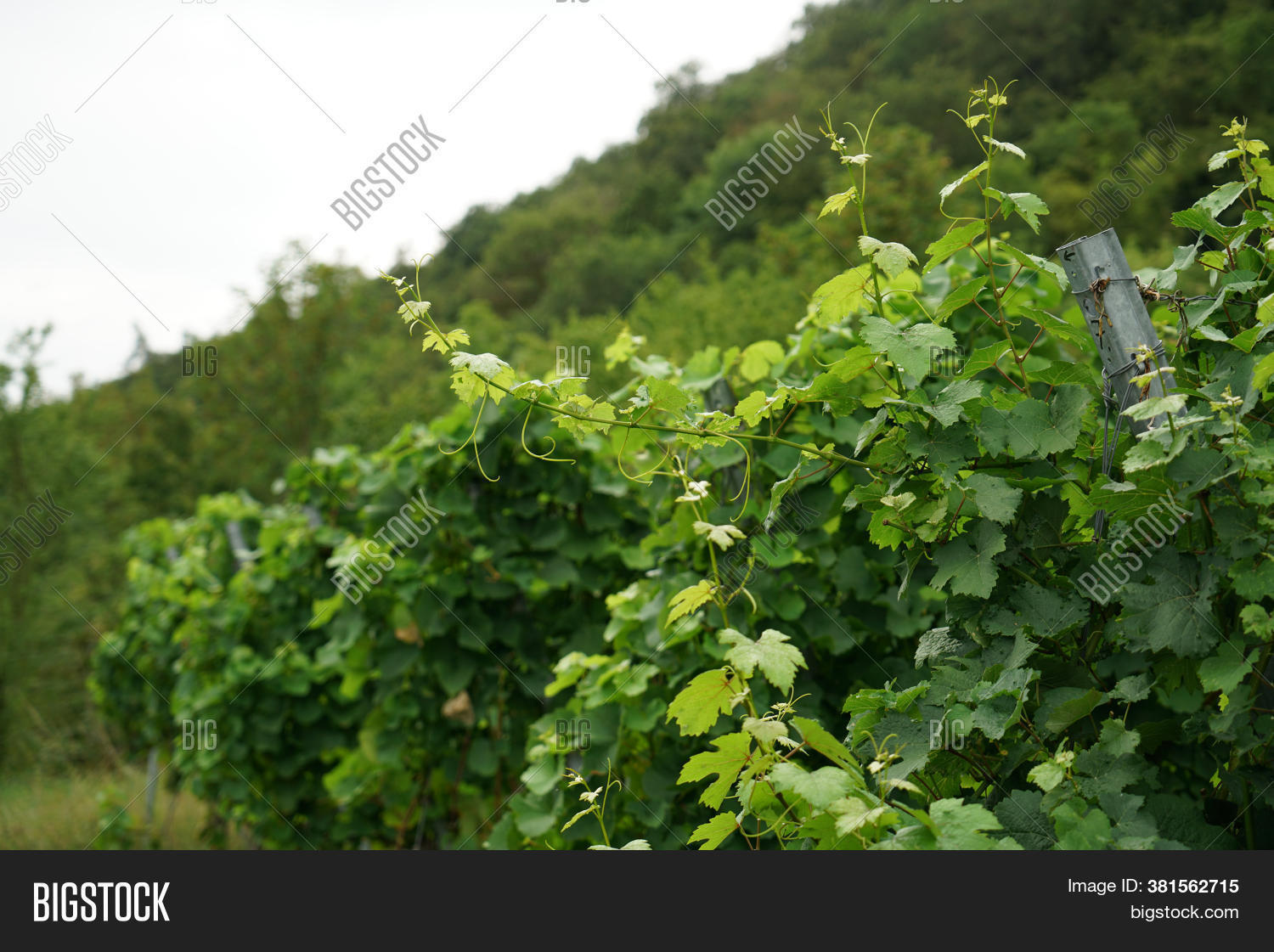Grapes Fruit Stands Image & Photo (Free Trial) | Bigstock