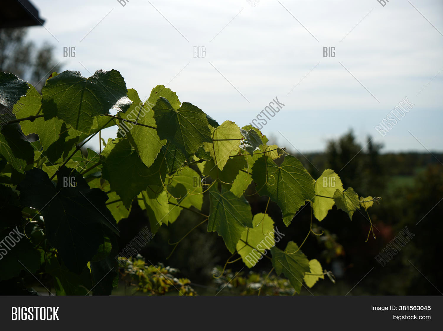 Grapes Fruit Stands Image & Photo (Free Trial) | Bigstock