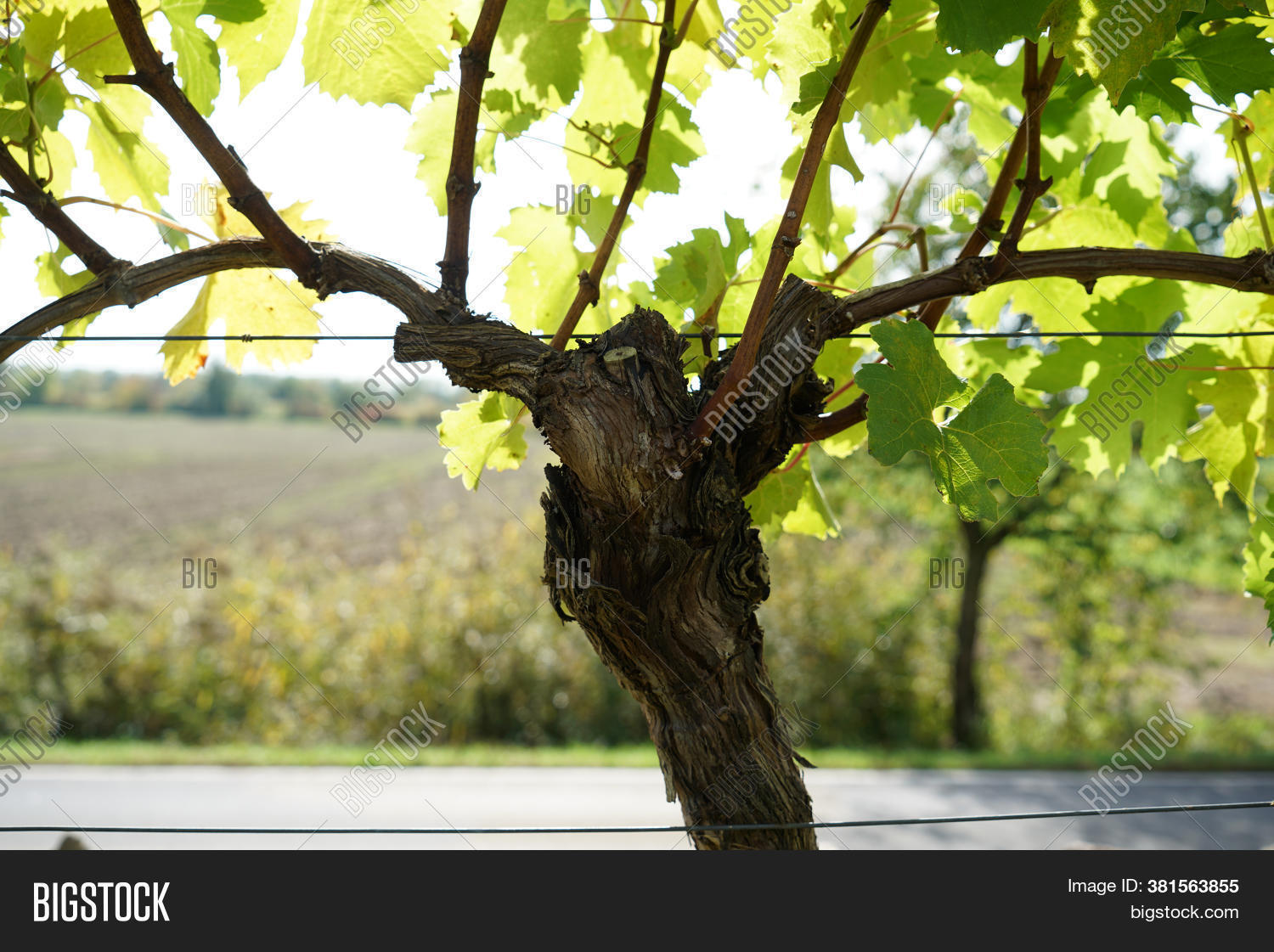 Grapes Fruit Stands Image & Photo (Free Trial) | Bigstock