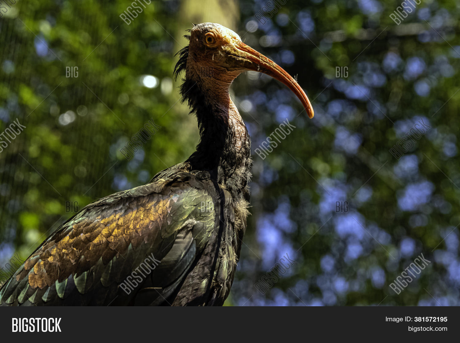 Geronticus Eremita Image & Photo (Free Trial) | Bigstock