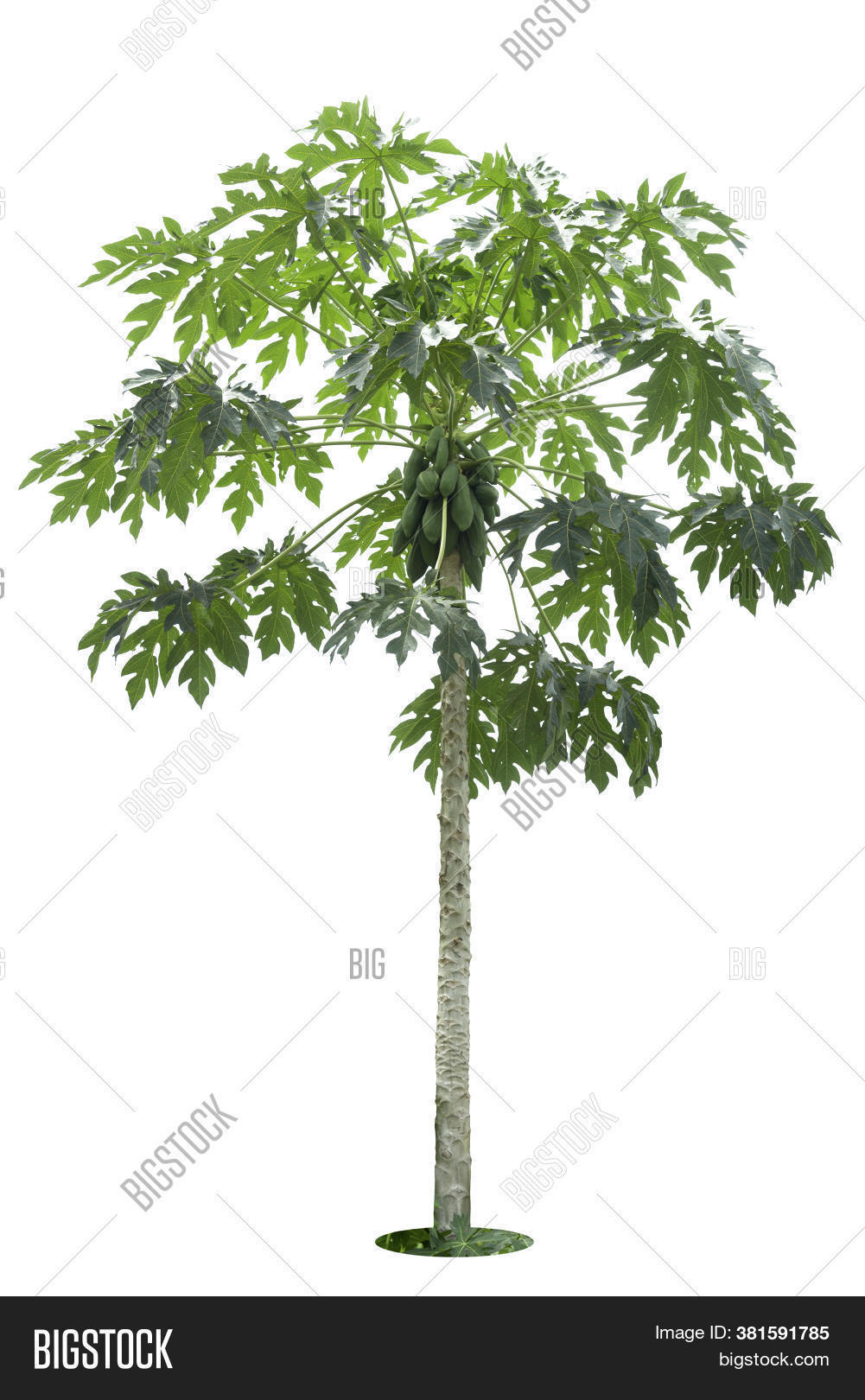 Papaya Tree Isolated Image & Photo (Free Trial) | Bigstock