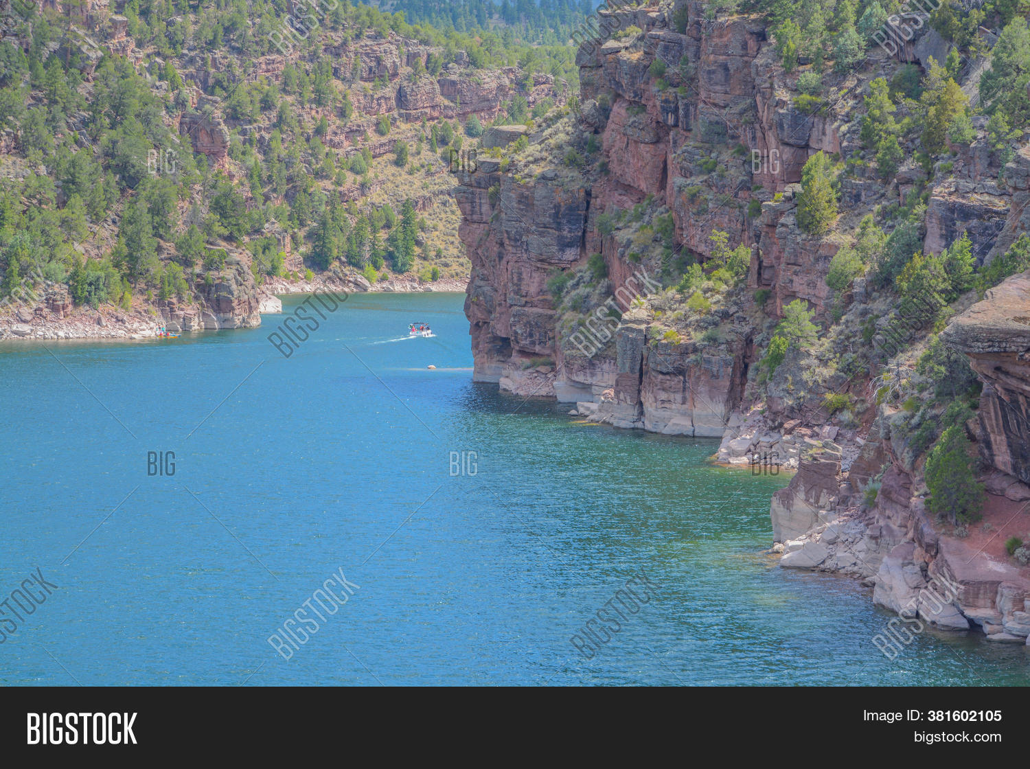 Gorgeous Red Rook Image & Photo (Free Trial) | Bigstock