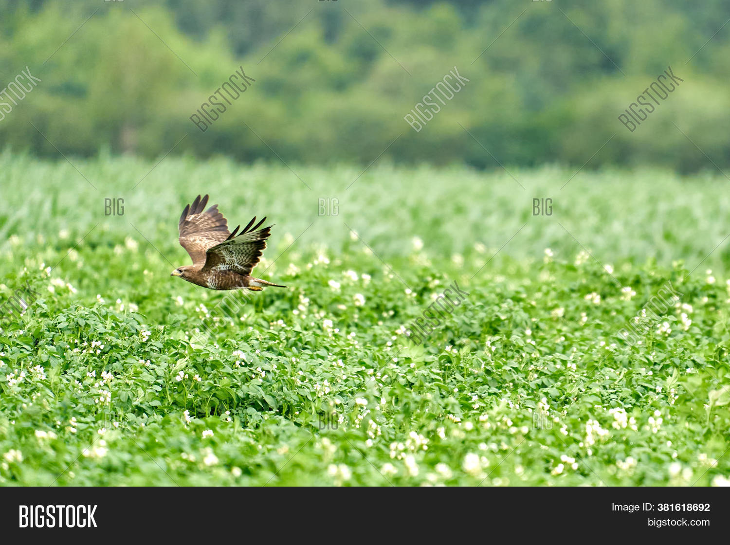 One Common Buzzard, Image & Photo (Free Trial) | Bigstock