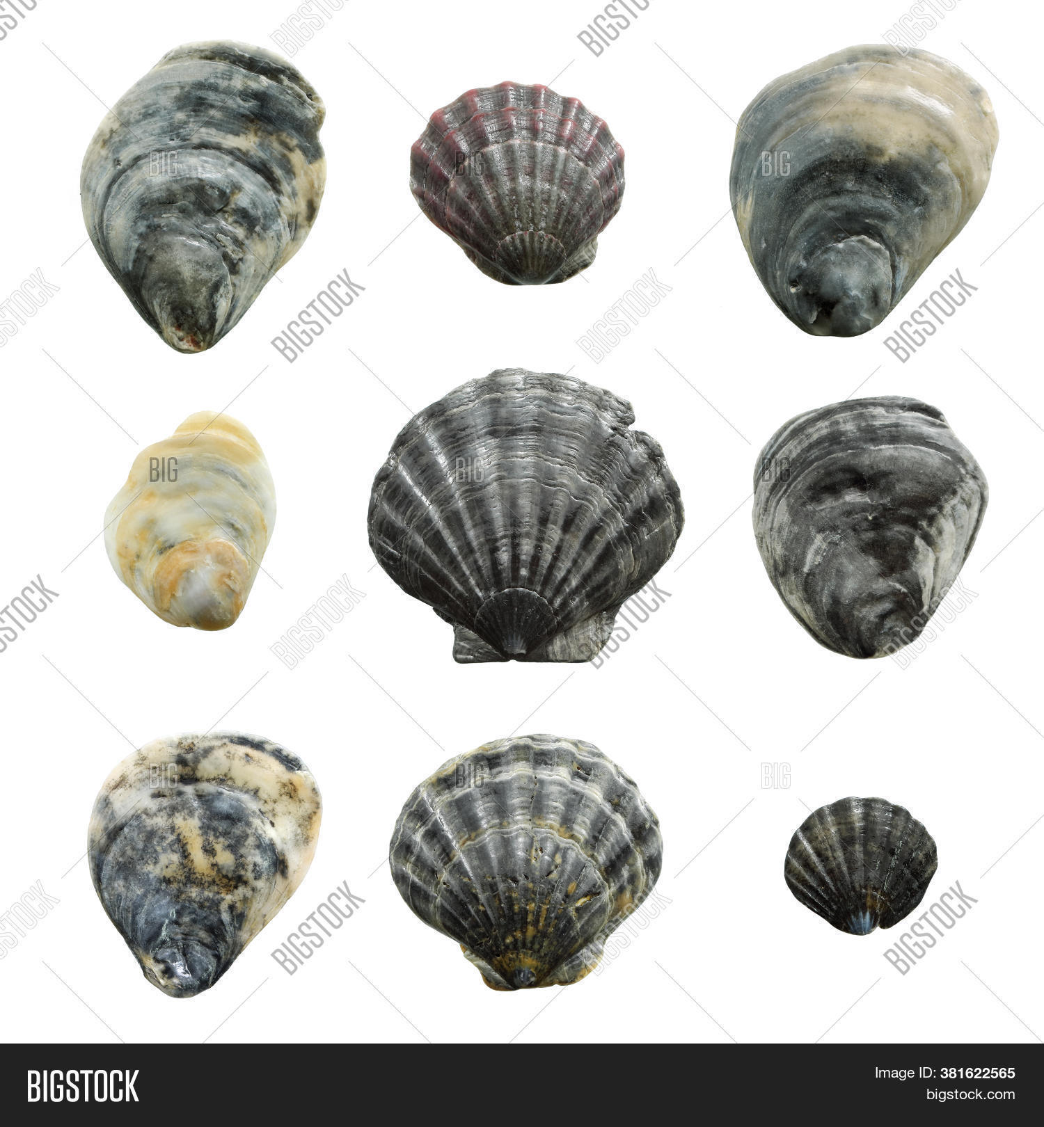 Isolated Sea Shells On Image & Photo (Free Trial) | Bigstock
