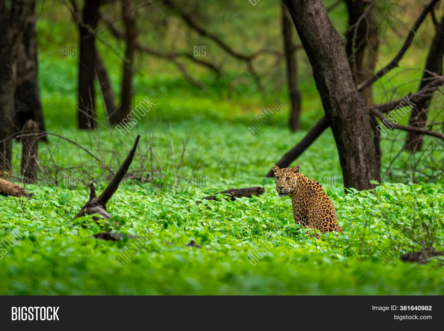 Wild Female Leopard Image & Photo (Free Trial) | Bigstock