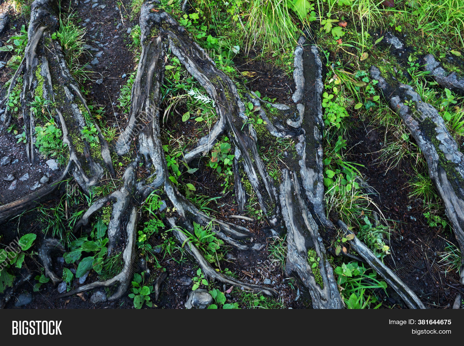 Roots Large Trees Image & Photo (Free Trial) | Bigstock