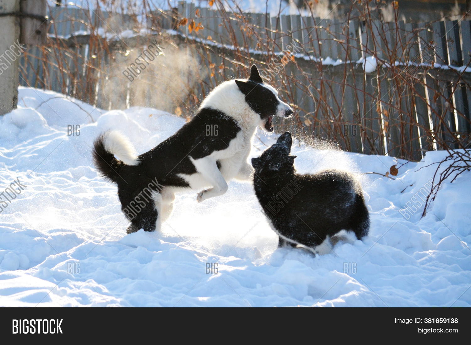 Home Animals Play Image & Photo (Free Trial) | Bigstock