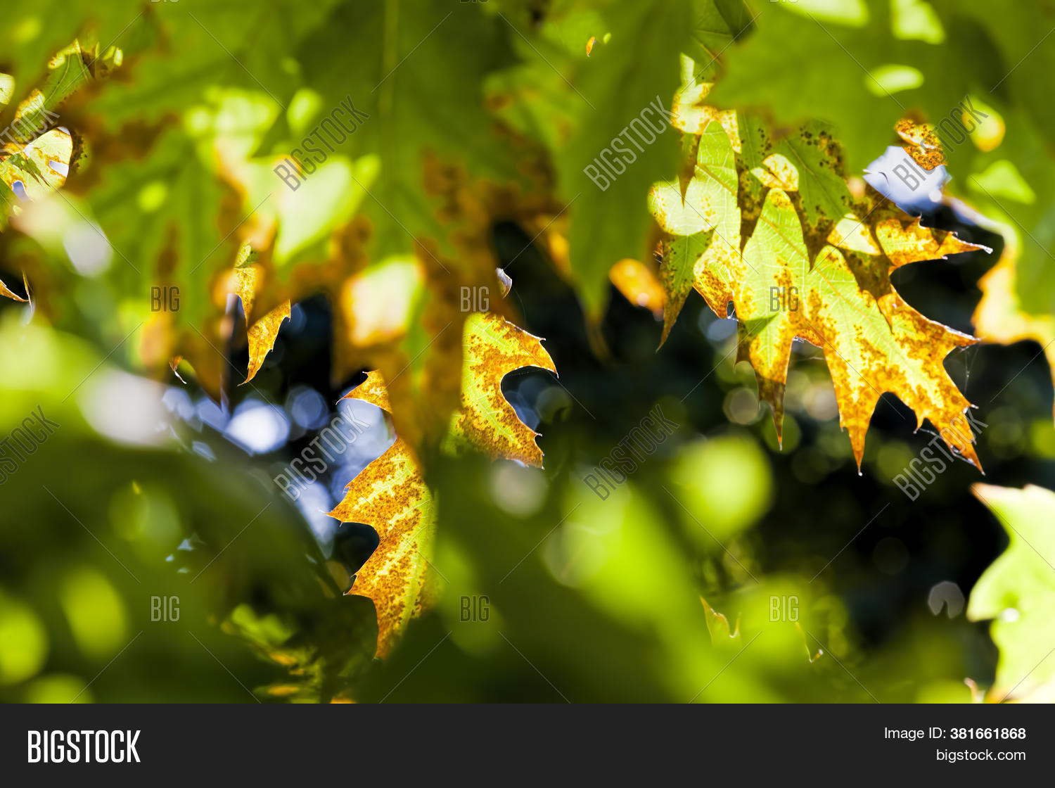 Colorful Deciduous Image & Photo (Free Trial) | Bigstock