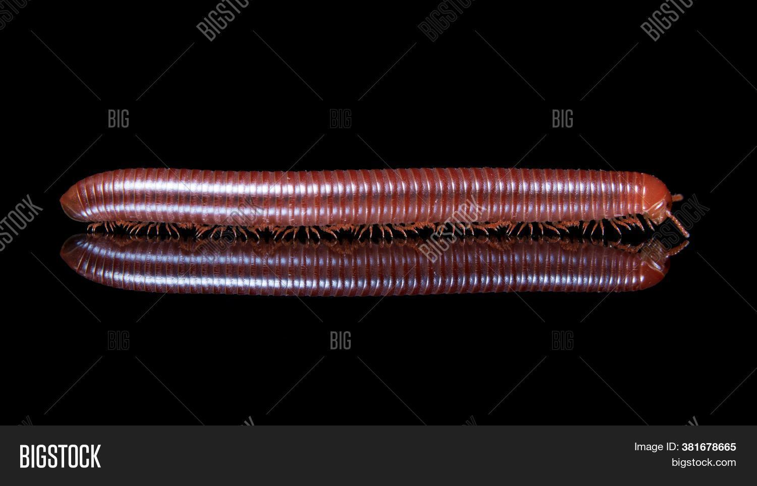 Common Asian Millipede Image & Photo (Free Trial) | Bigstock