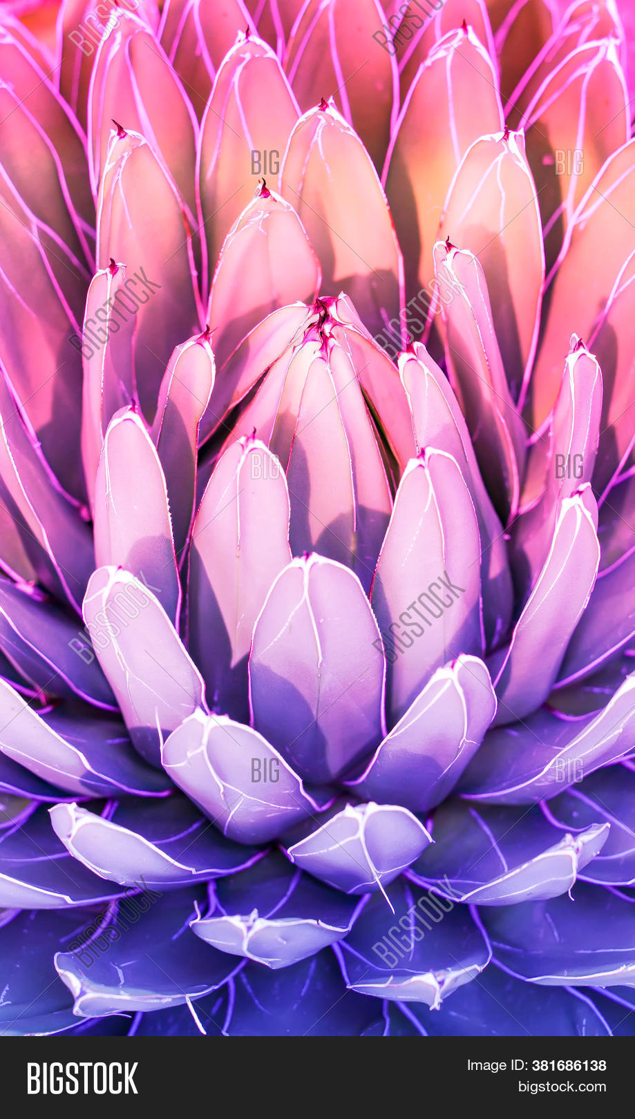 Colorful Agave Image & Photo (Free Trial) | Bigstock