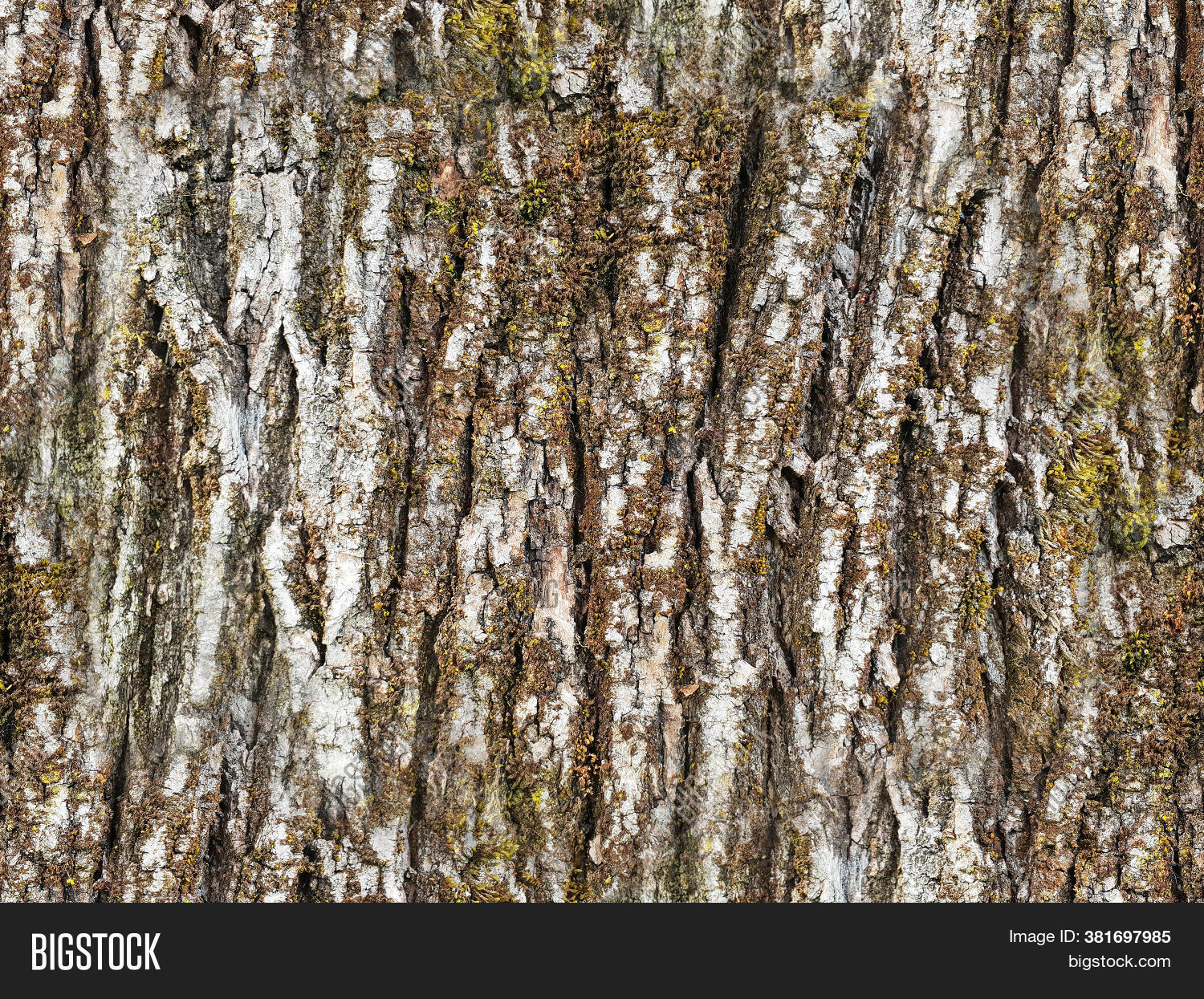 Texture White Bark Image & Photo (Free Trial) | Bigstock