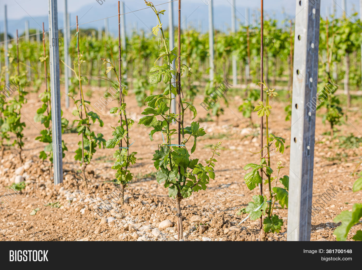 Green Vineyard Rows Image & Photo (Free Trial) | Bigstock