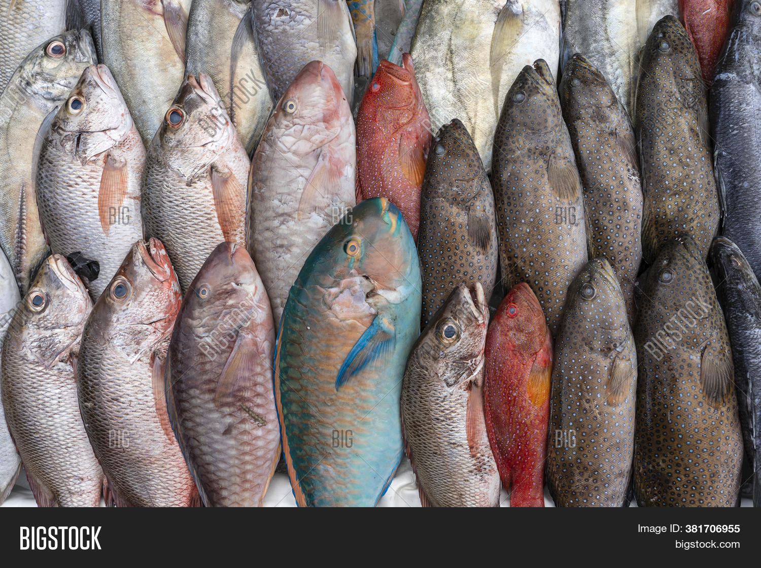 Fresh Sea Fish Sell Image & Photo (Free Trial) | Bigstock