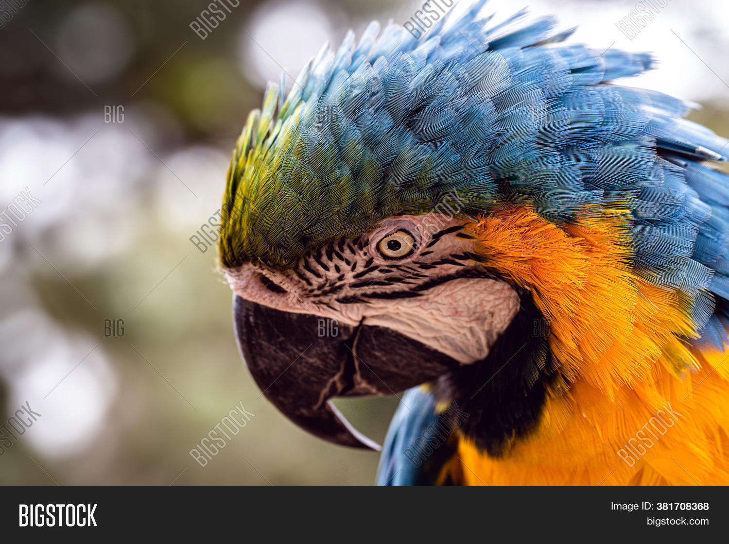 Scared Bird Feathers Image & Photo (Free Trial) | Bigstock