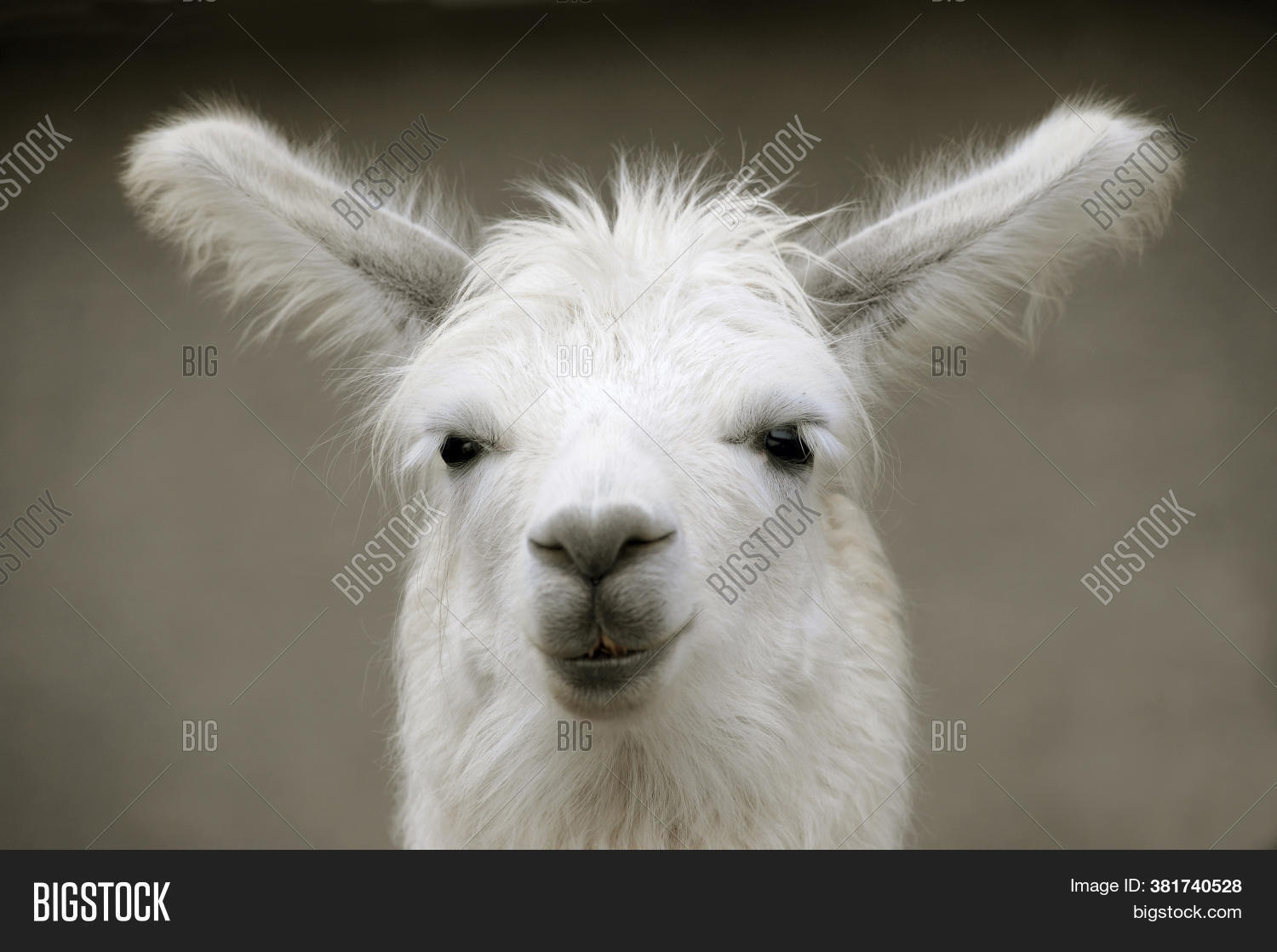 White Lama Looks Image & Photo (Free Trial) | Bigstock