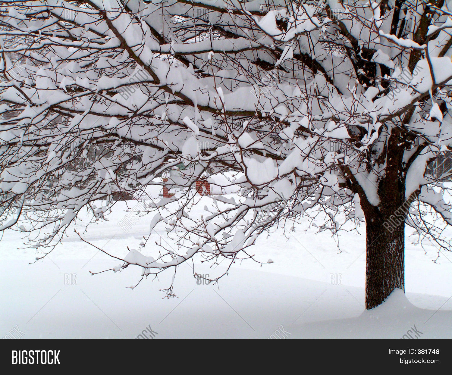 Pear Tree Snow Image & Photo (Free Trial) | Bigstock