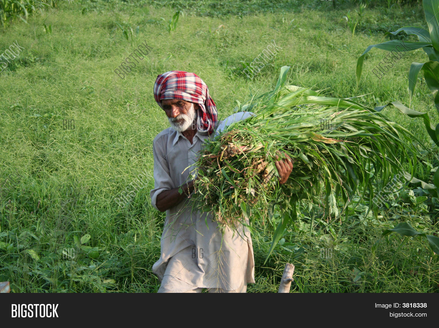Fodder Image & Photo (Free Trial) | Bigstock