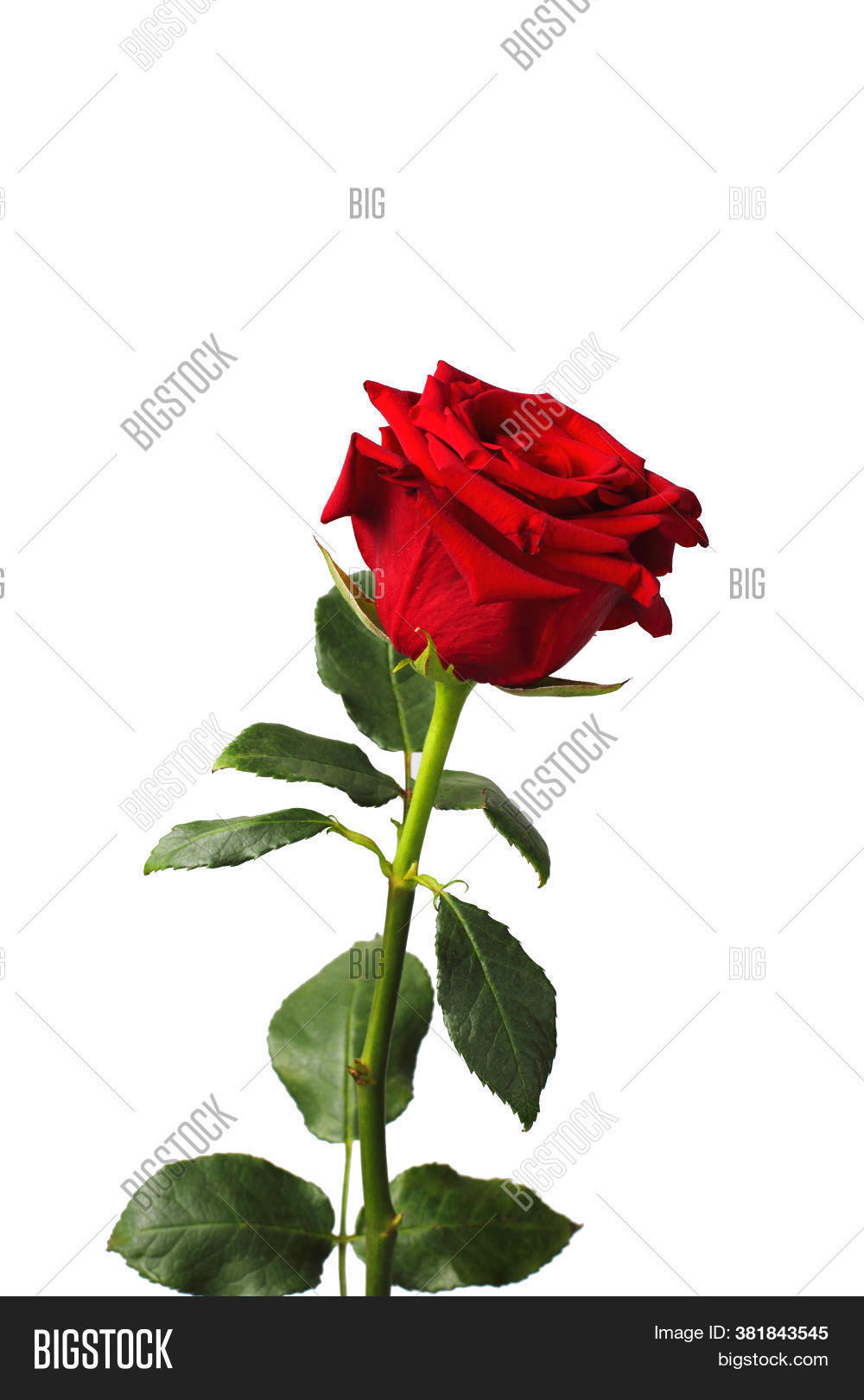 Red Rose Single Flower Image & Photo (Free Trial) | Bigstock