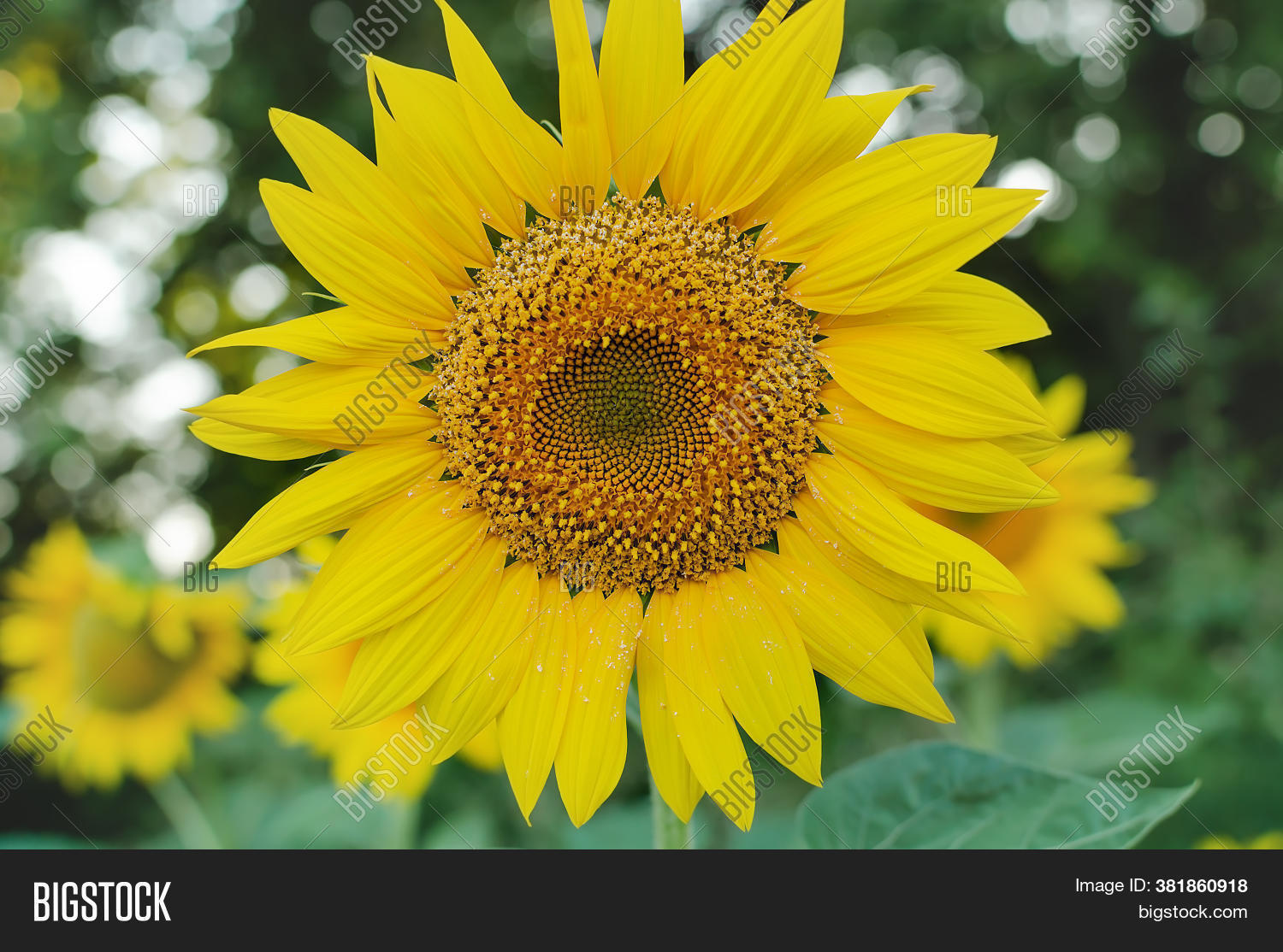 Yellow Sunflower Image & Photo (Free Trial) | Bigstock