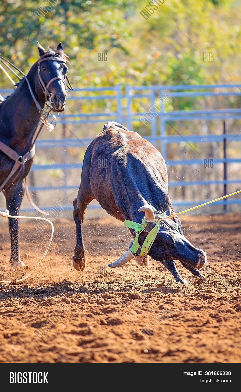 Calf Being Lassoed Image & Photo (Free Trial) | Bigstock