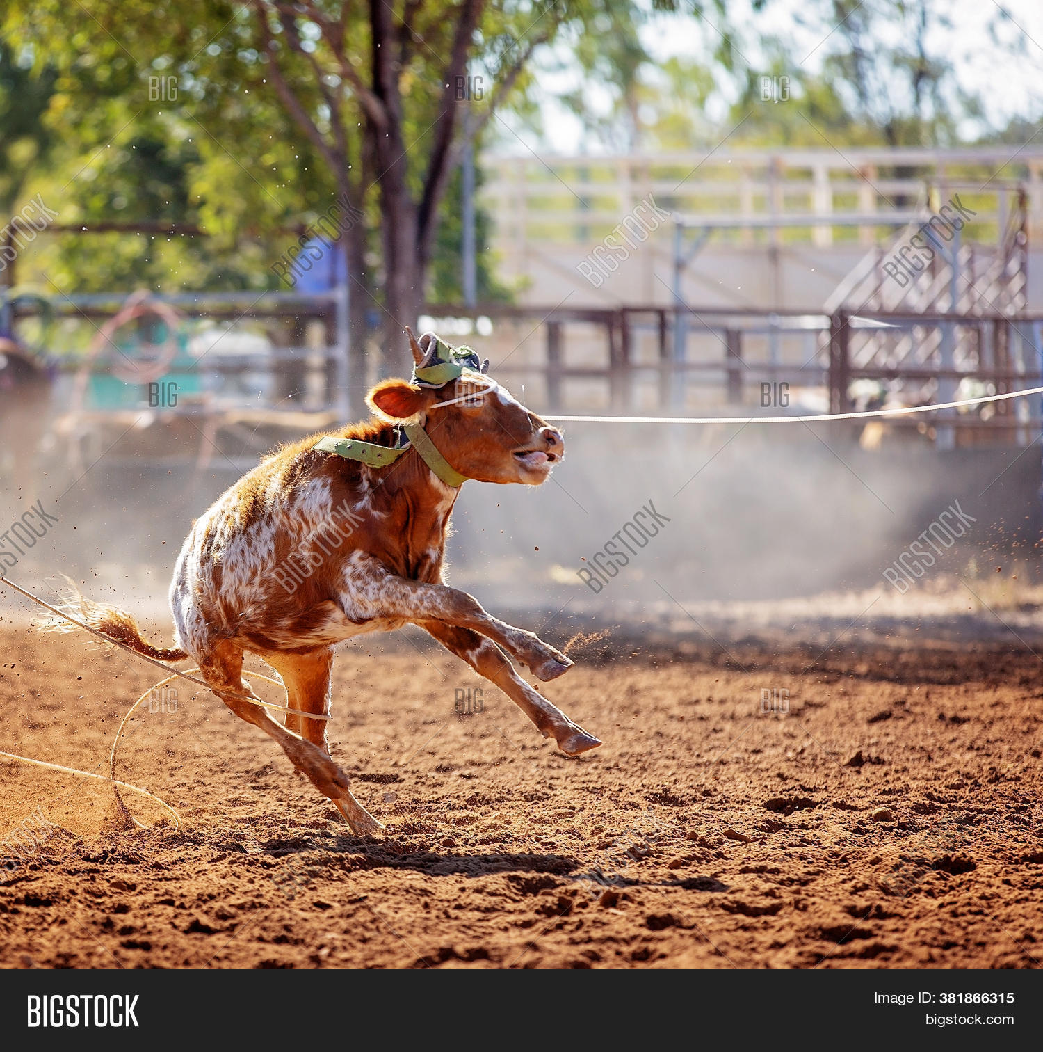 Calf Being Lassoed Image & Photo (Free Trial) | Bigstock