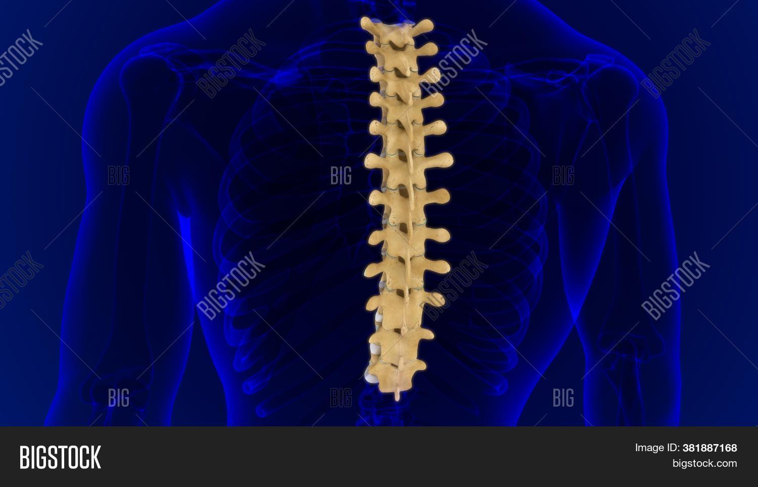 Aged Lifesize Human Skeleton Spine Vertebral Column