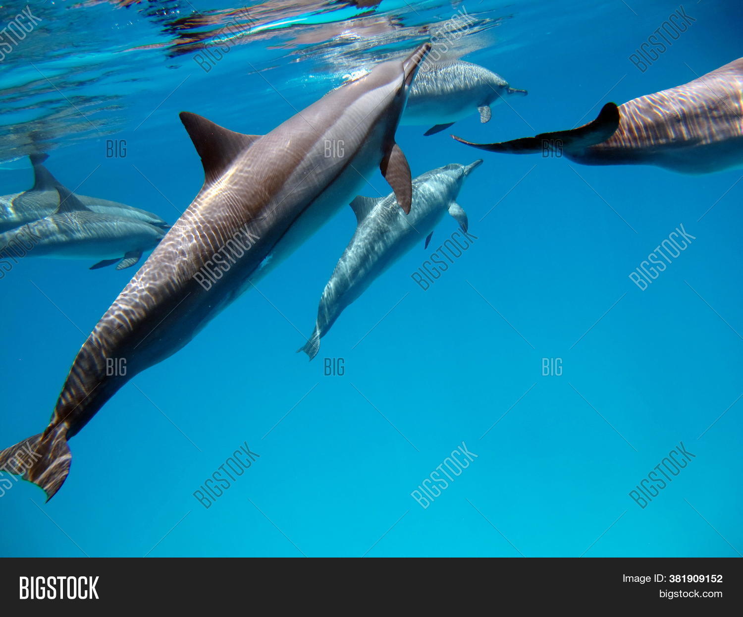 Spinner Dolphin . Image & Photo (Free Trial) | Bigstock