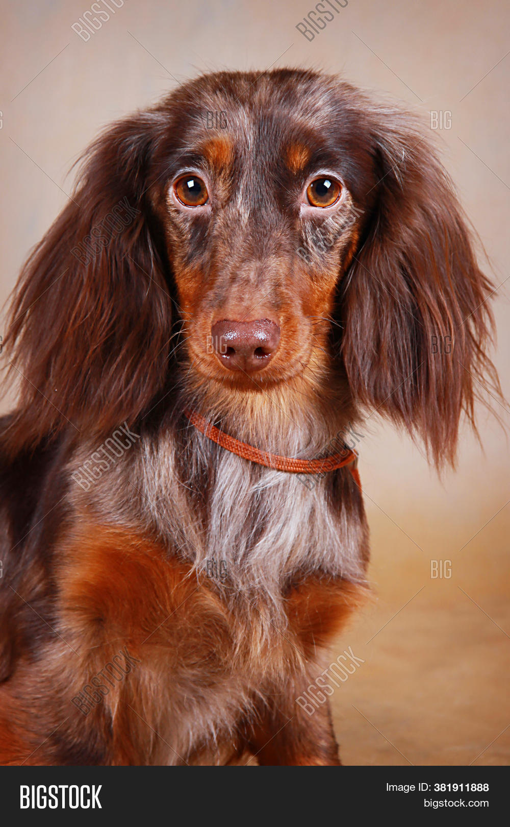 Head Dog Breed Close- Image & Photo (Free Trial) | Bigstock